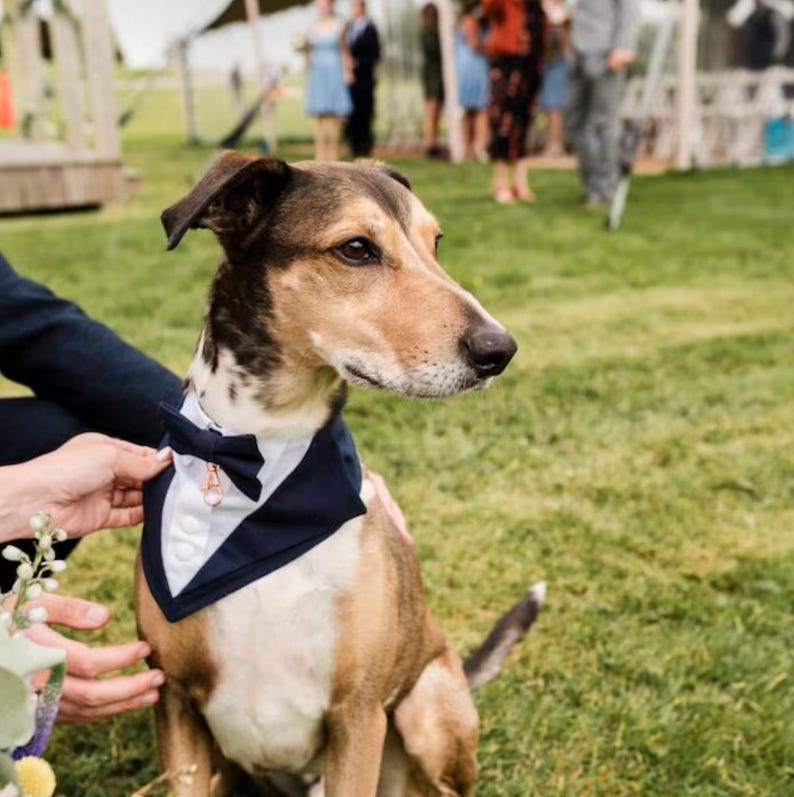 Black Wedding Dog Tuxedo Suit With Bow Tie: Custom Size Welcome ...