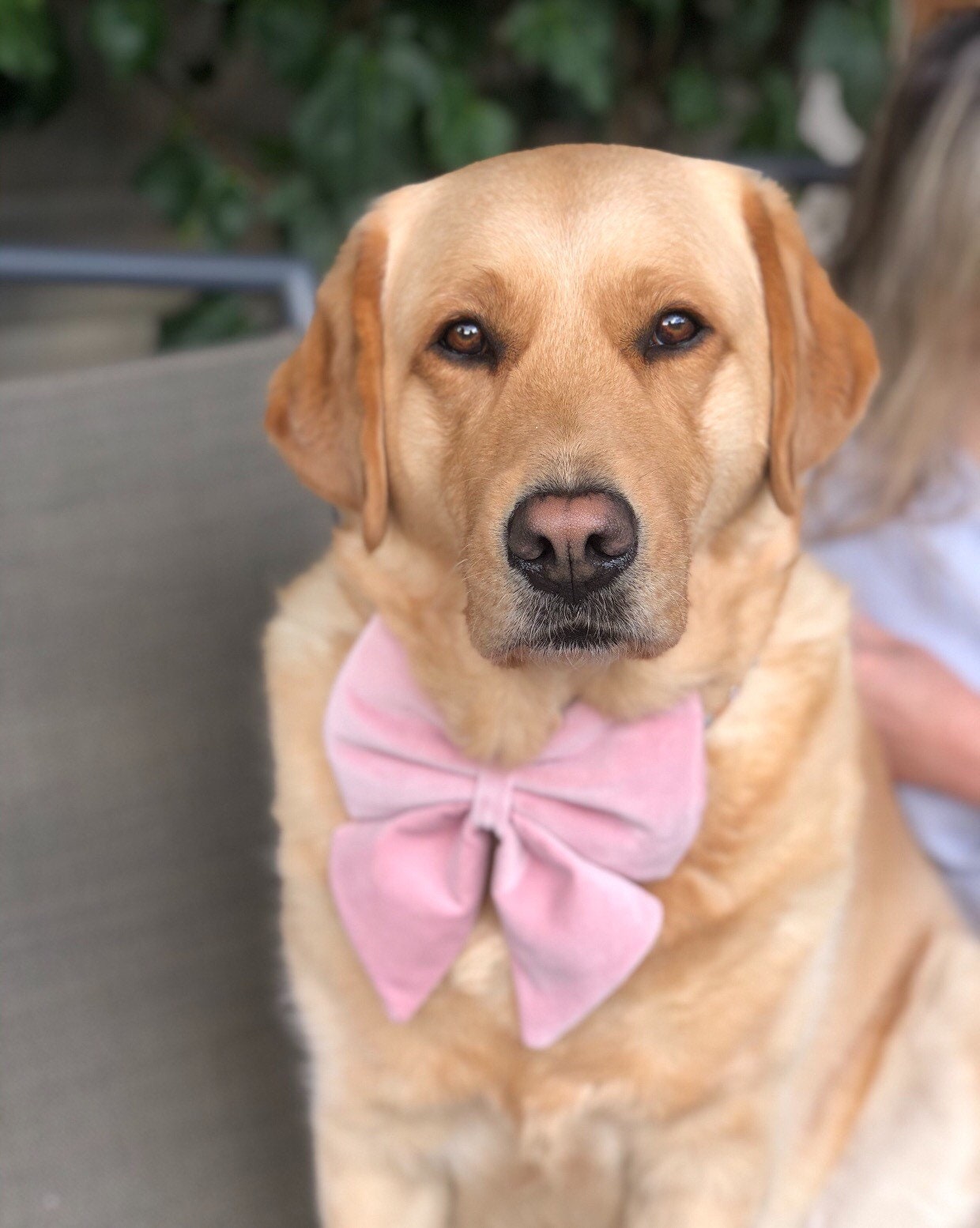 Peony Pink Velvet Dog Bow Available in Sailor Bow and Bow | Etsy UK
