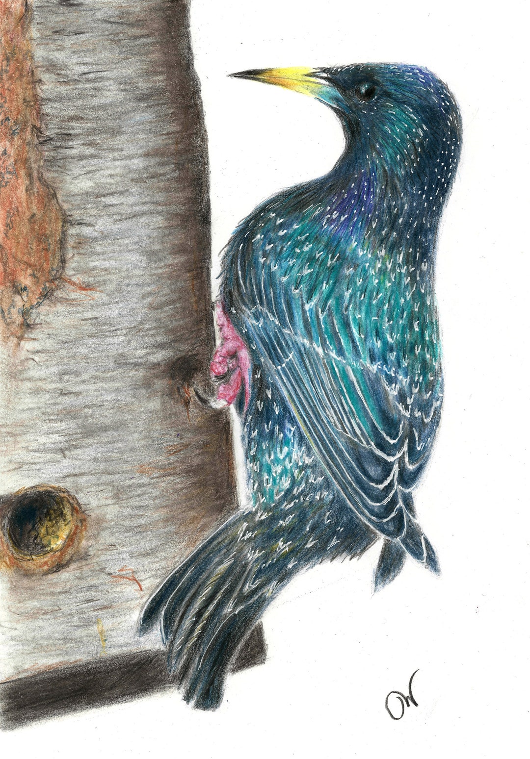 Original Coloured Pencil Drawing of a Common Starling - Etsy