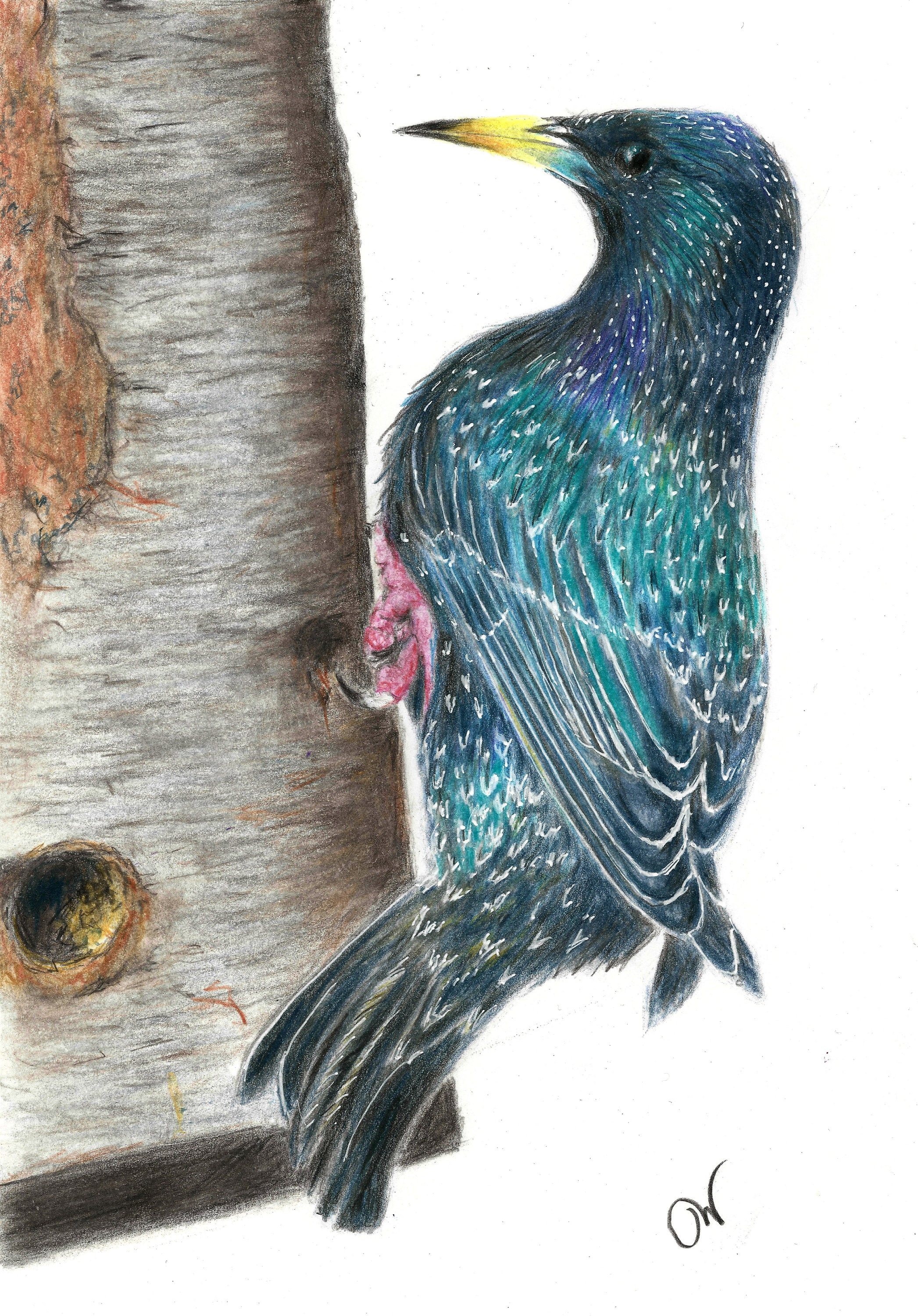 Original Coloured Pencil Drawing of a Common Starling - Etsy