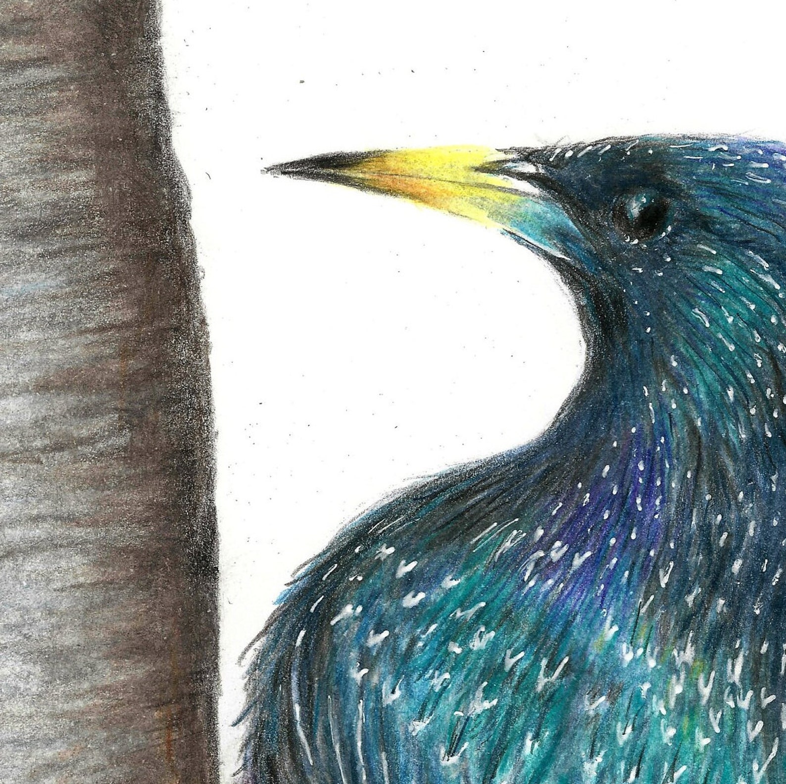 Original Coloured Pencil Drawing of a Common Starling - Etsy