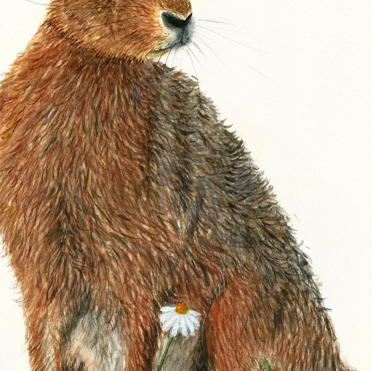 Hare Stare. Watercolour Painting of a Brown Hare - Etsy