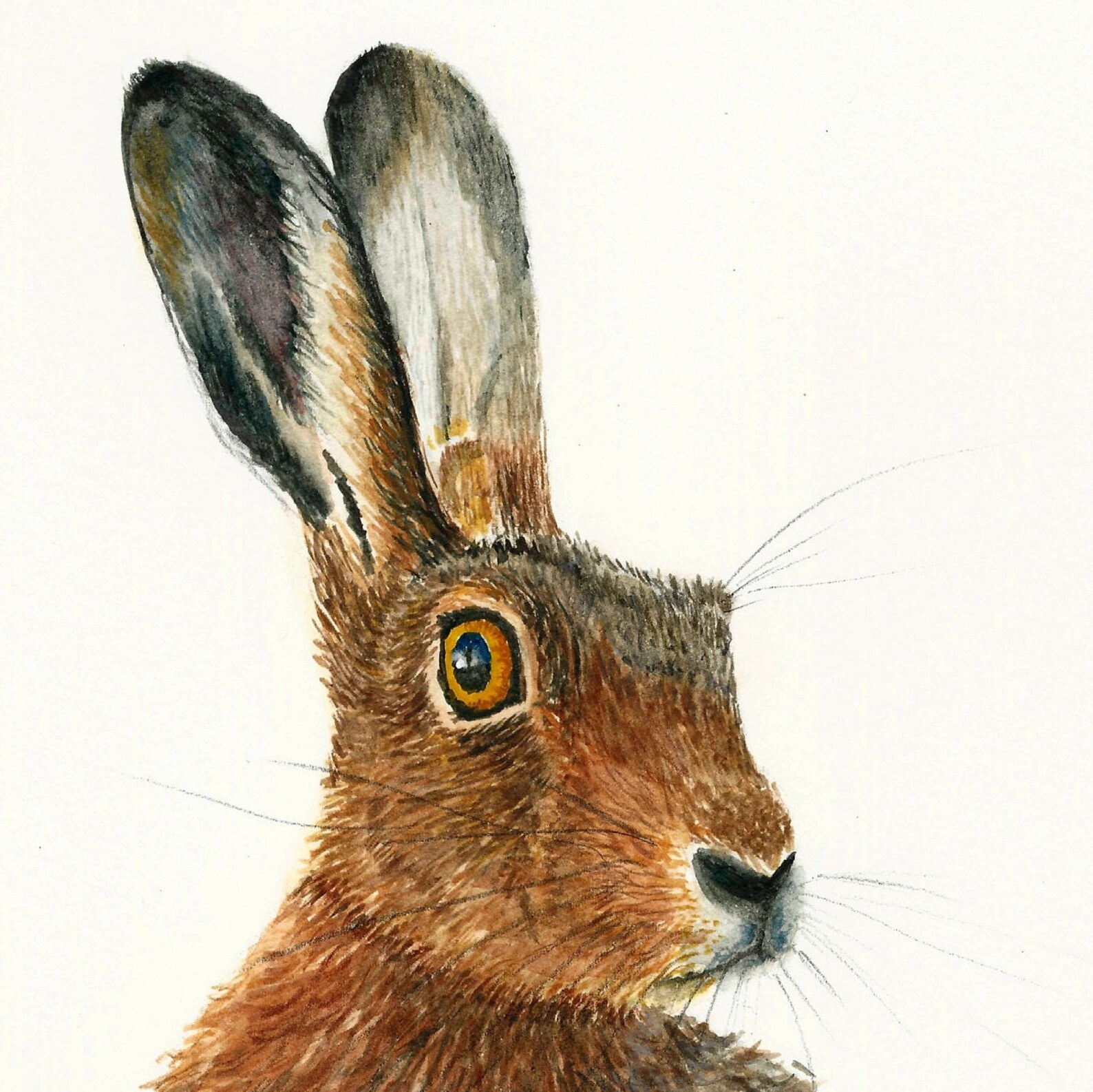 Hare Stare. Watercolour Painting of a Brown Hare - Etsy
