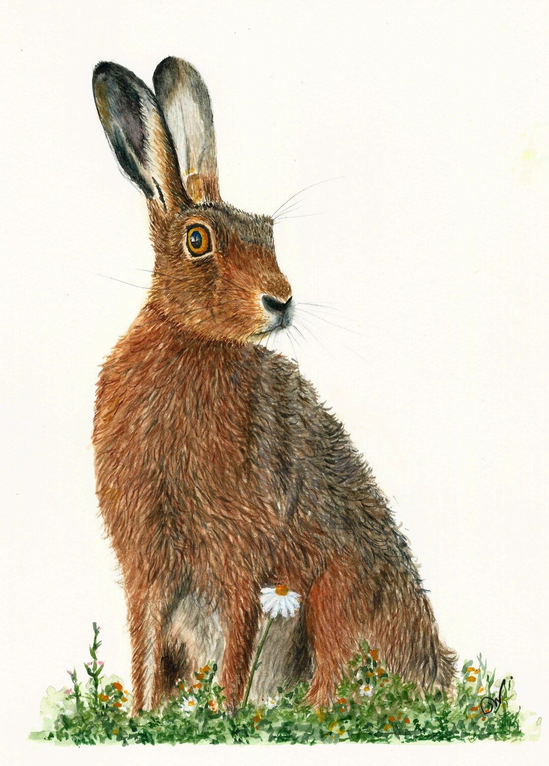 Hare Stare. Watercolour Painting of a Brown Hare - Etsy UK