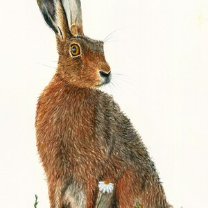 Hare Stare. Watercolour Painting of a Brown Hare - Etsy