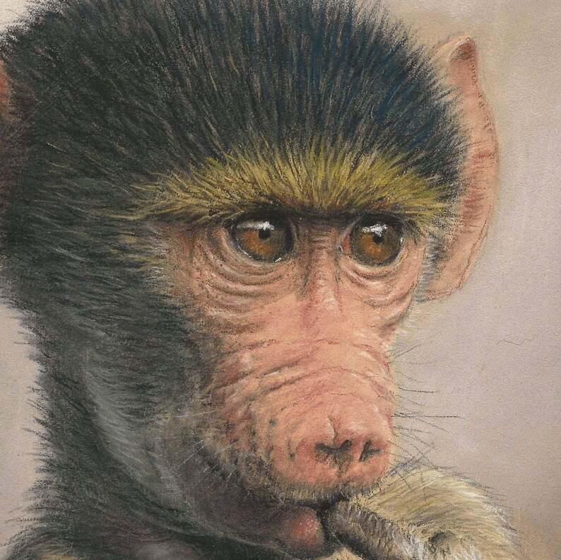 Original Pastel Painting of a Young Baboon - Etsy