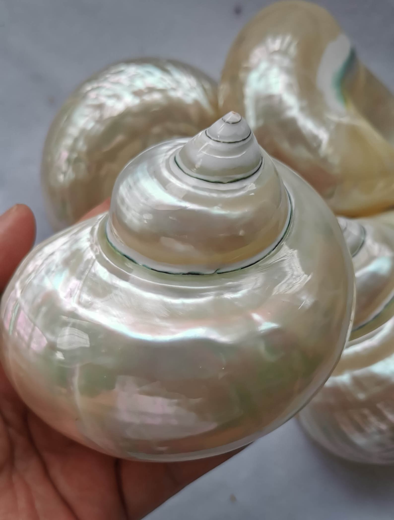 Large Rainbow Shell Troca Spiral Moonlight Conch Shells - Etsy