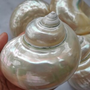 Large Rainbow Shell Troca Spiral Moonlight Conch Shells Natural White Mother of Pearl Shell ...
