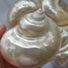 Large Rainbow Shell Troca Spiral Moonlight Conch Shells Natural White ...