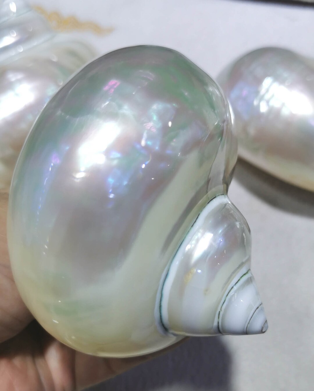 Large Rainbow Shell Troca Spiral Moonlight Conch Shells Natural White ...