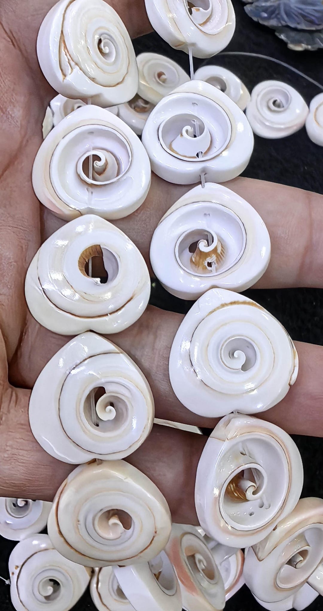 20pcs Natural Spiny Oyster Shell Natural Wanbao Snail Shell Heart ...