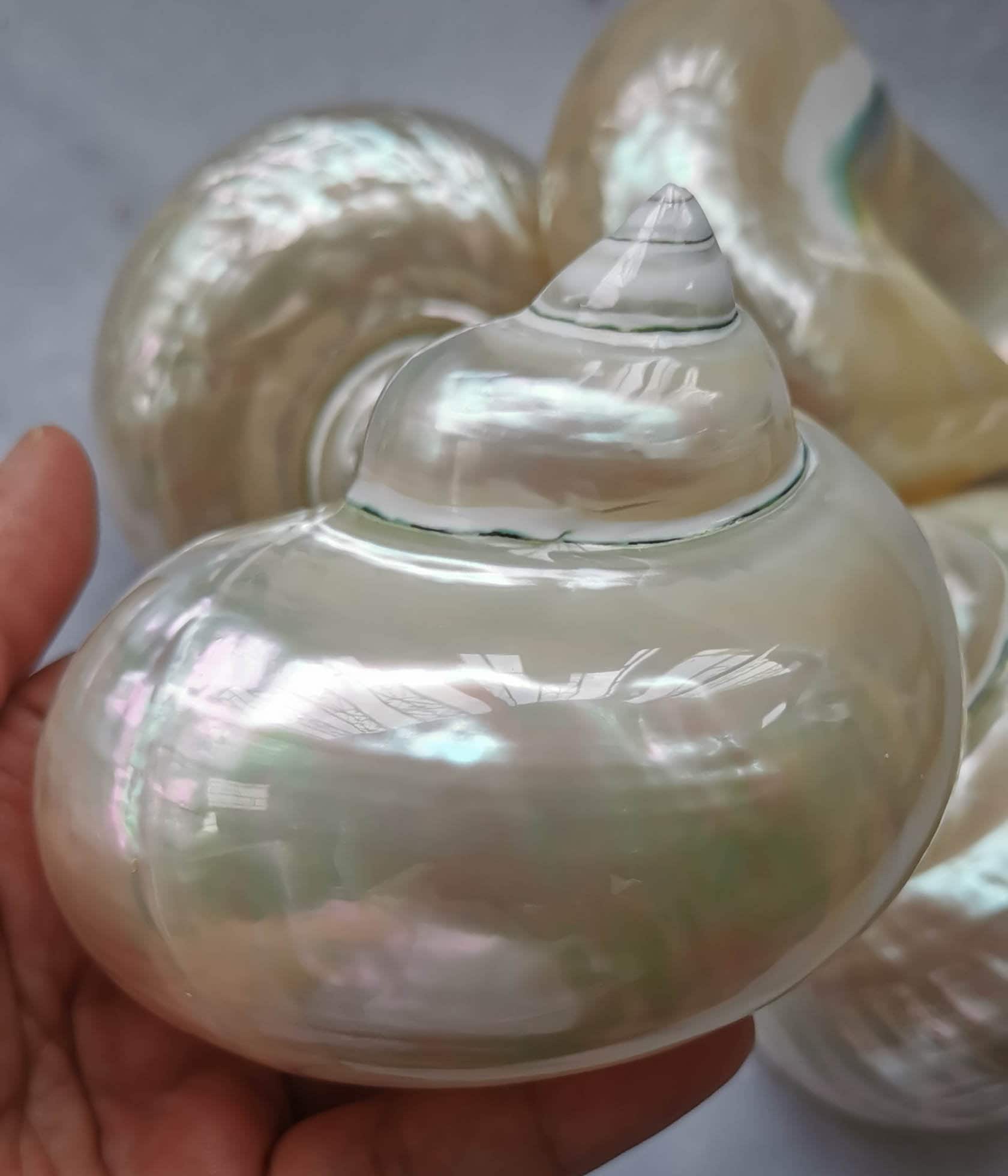 Large Rainbow Shell Troca Spiral Moonlight Conch Shells - Etsy