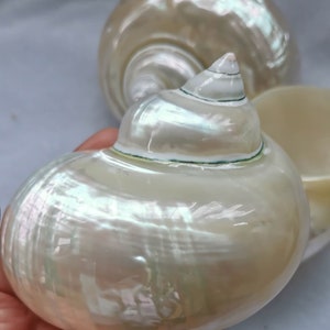 Large Rainbow Shell Troca Spiral Moonlight Conch Shells Natural White ...