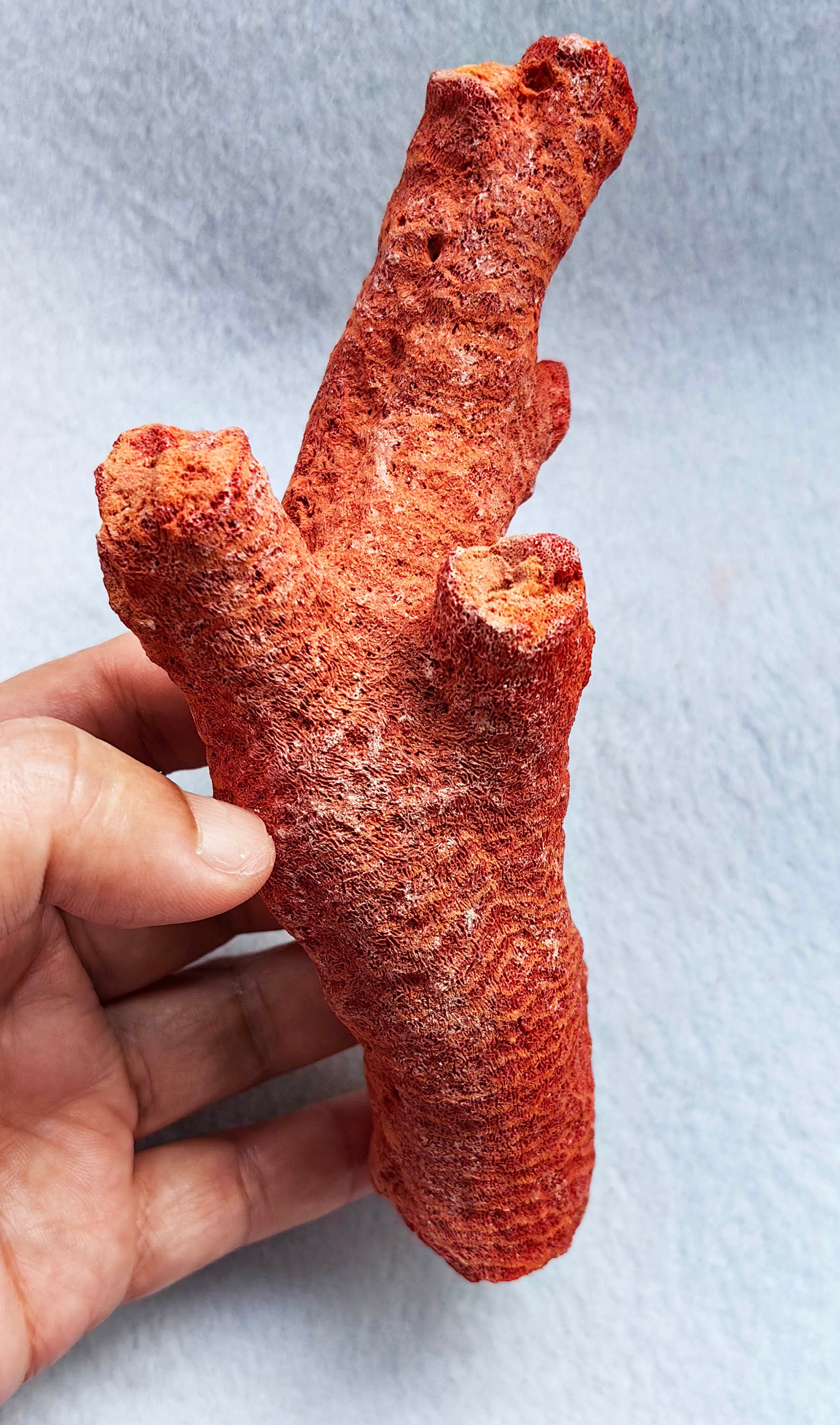 Large Display Red Coral Specimen Natural Italian Red Coral Branch, Red ...