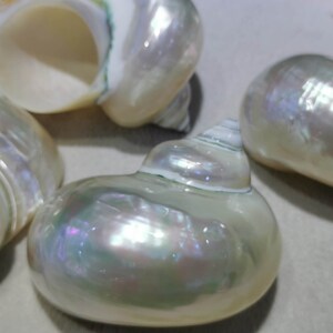 Large Rainbow Shell Troca Spiral Moonlight Conch Shells Natural White ...
