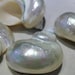 Large Rainbow Shell Troca Spiral Moonlight Conch Shells Natural White ...