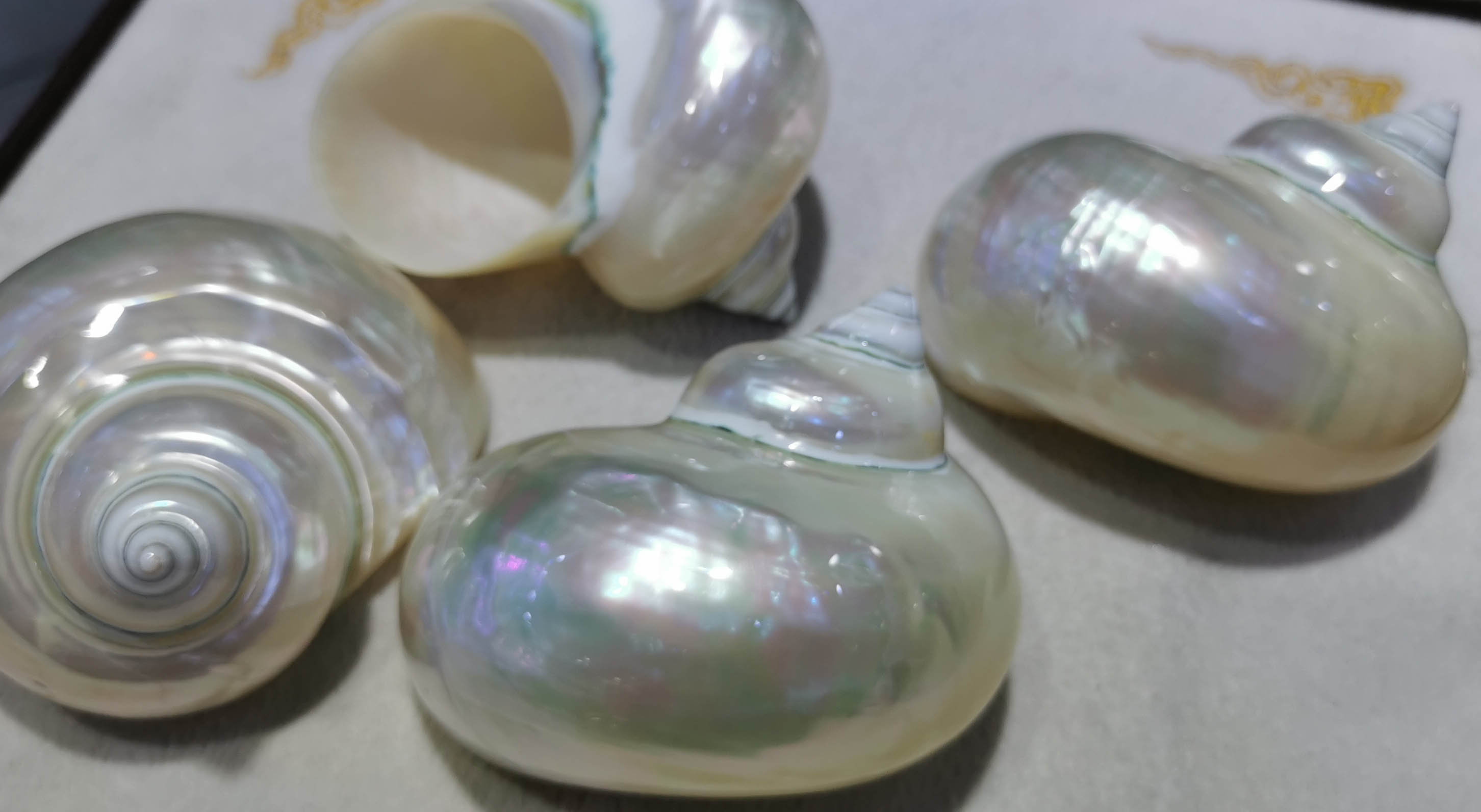 Large Rainbow Shell Troca Spiral Moonlight Conch Shells Natural White ...