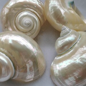 Large Rainbow Shell Troca Spiral Moonlight Conch Shells Natural White ...