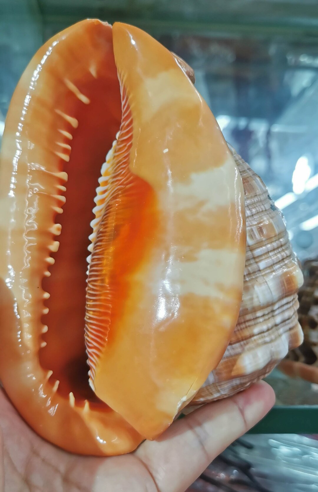 Large Natural Bellmouth Red Helmet Seashell, Hand Carved Polished Sea ...