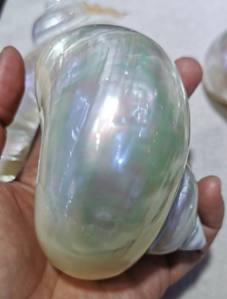 Large Rainbow Shell Troca Spiral Moonlight Conch Shells - Etsy