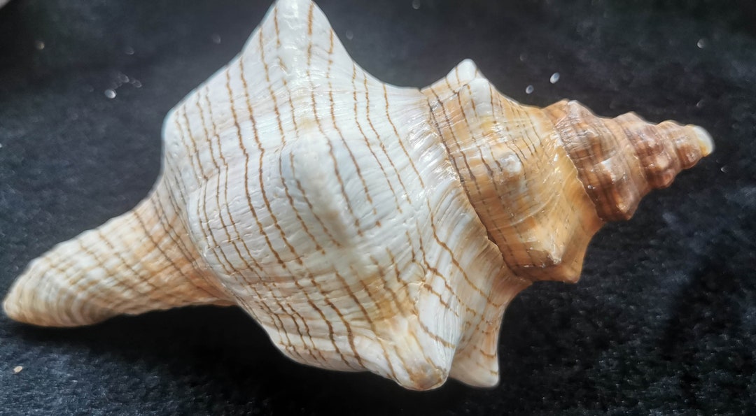Large Nautilus Shell, Handmade Sphere Ornaments Natural Seashell Sea ...