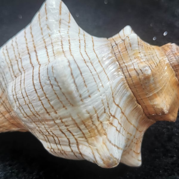 Large Nautilus Shell - Etsy