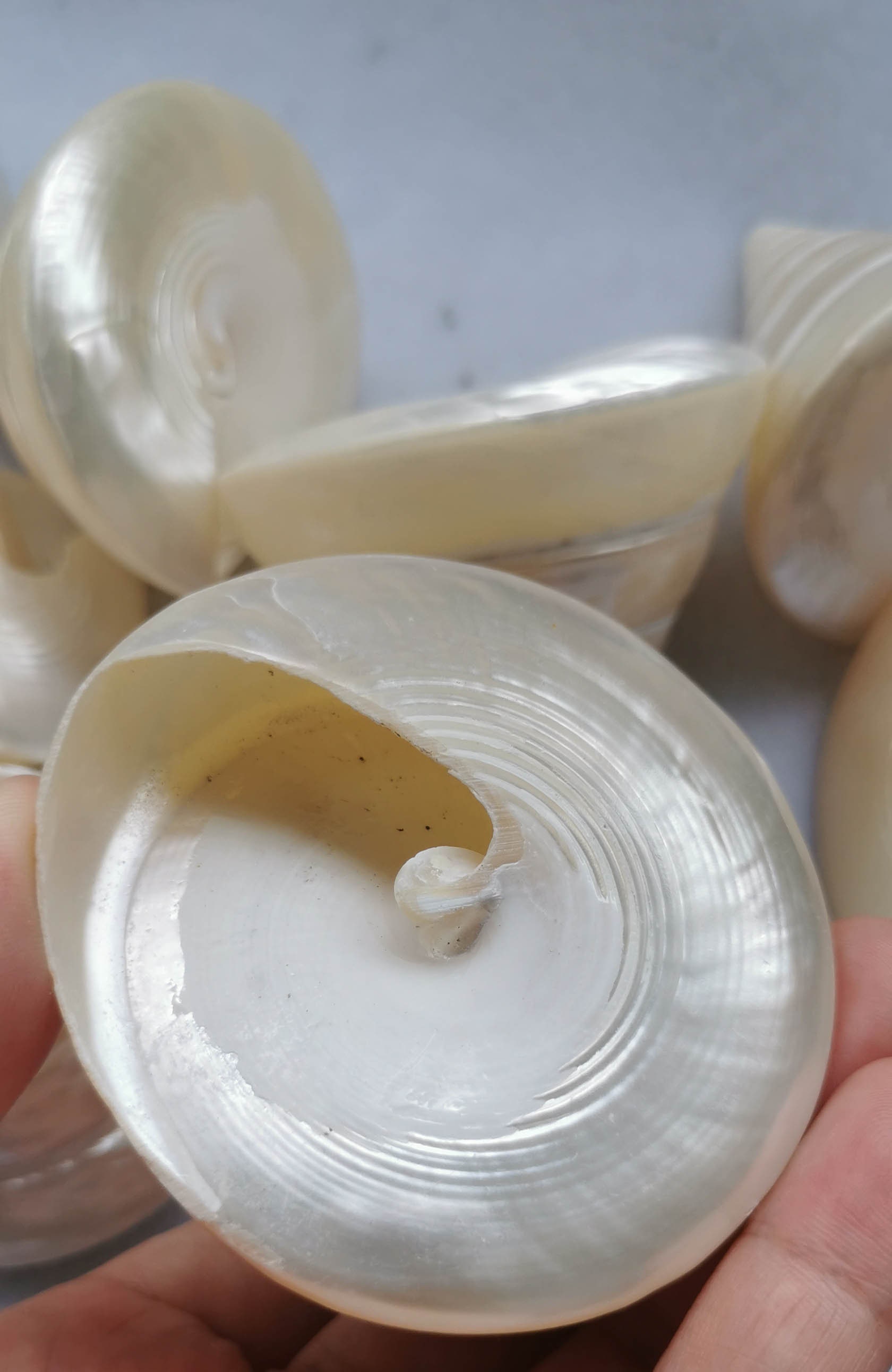 Large Rainbow Shell Troca Spiral Moonlight Conch Shells - Etsy