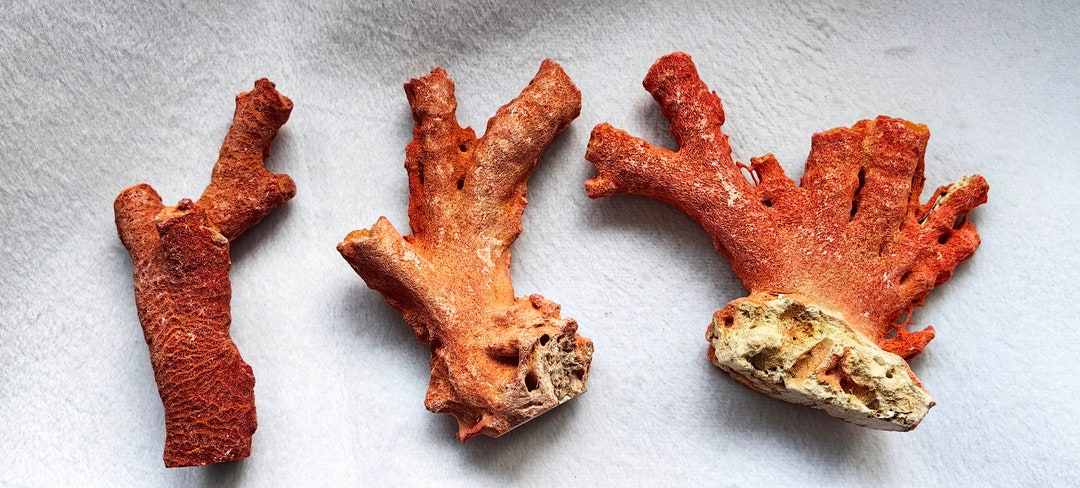 Large Display Red Coral Specimen Natural Italian Red Coral Branch, Red ...