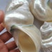 Large Rainbow Shell Troca Spiral Moonlight Conch Shells Natural White ...