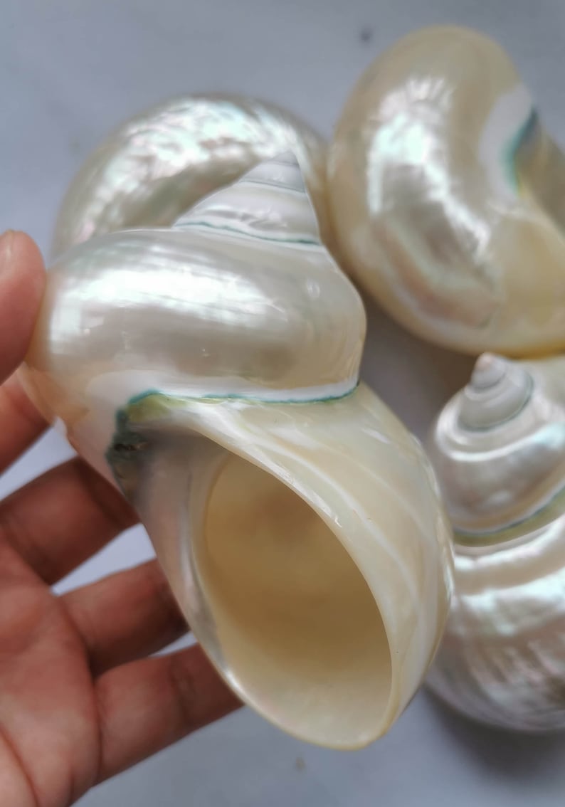 Large Rainbow Shell Troca Spiral Moonlight Conch Shells - Etsy