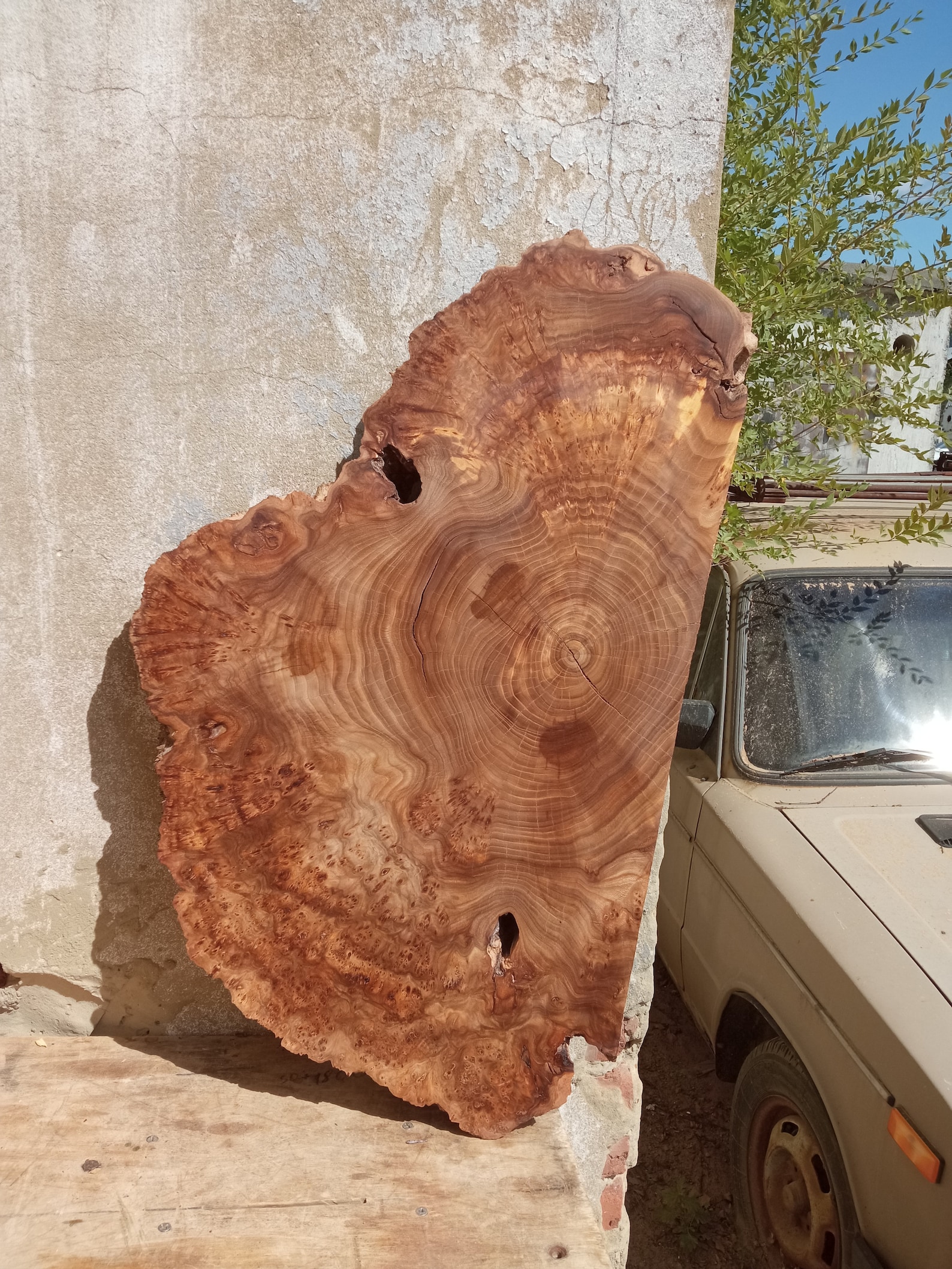 Burl slab elm burl wood slab table top Living edge wood | Etsy