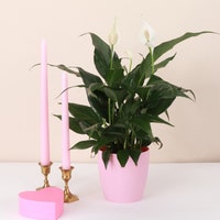 Peace Lily - Etsy