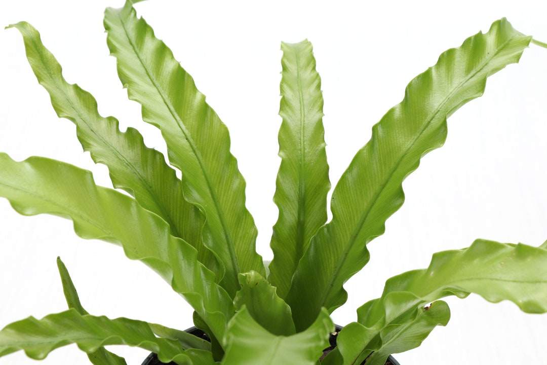 Victoria Bird's-nest Fern Classic Pot 4 Diameter Plant Live Houseplant ...