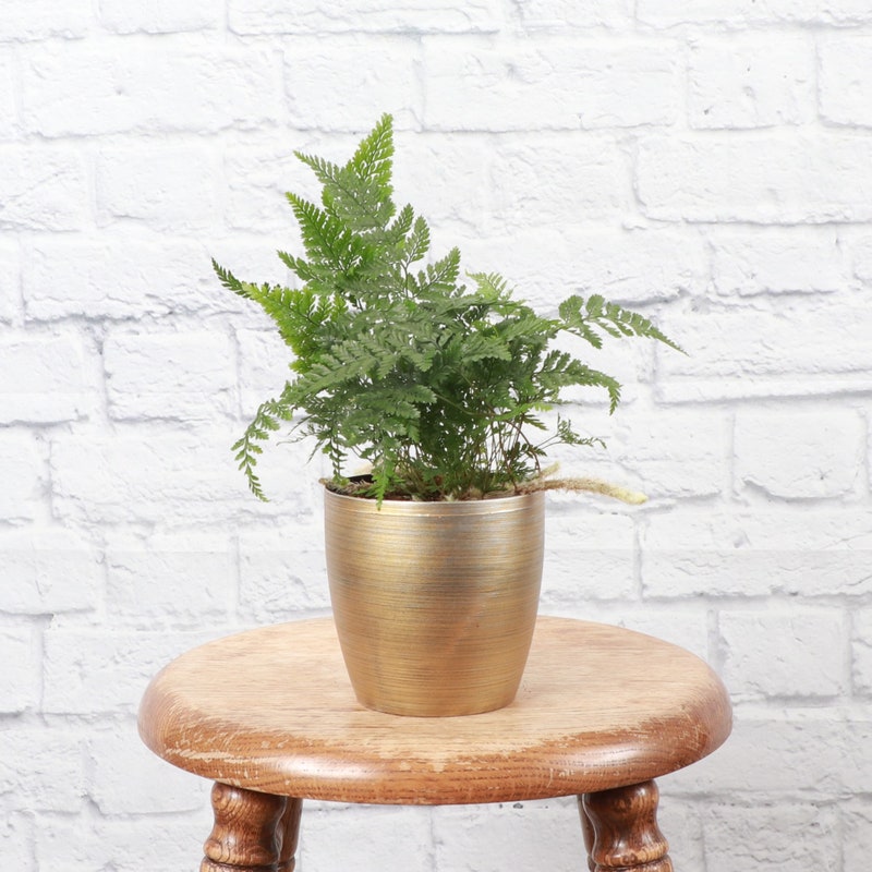 Rabbit Foot Fern - Etsy