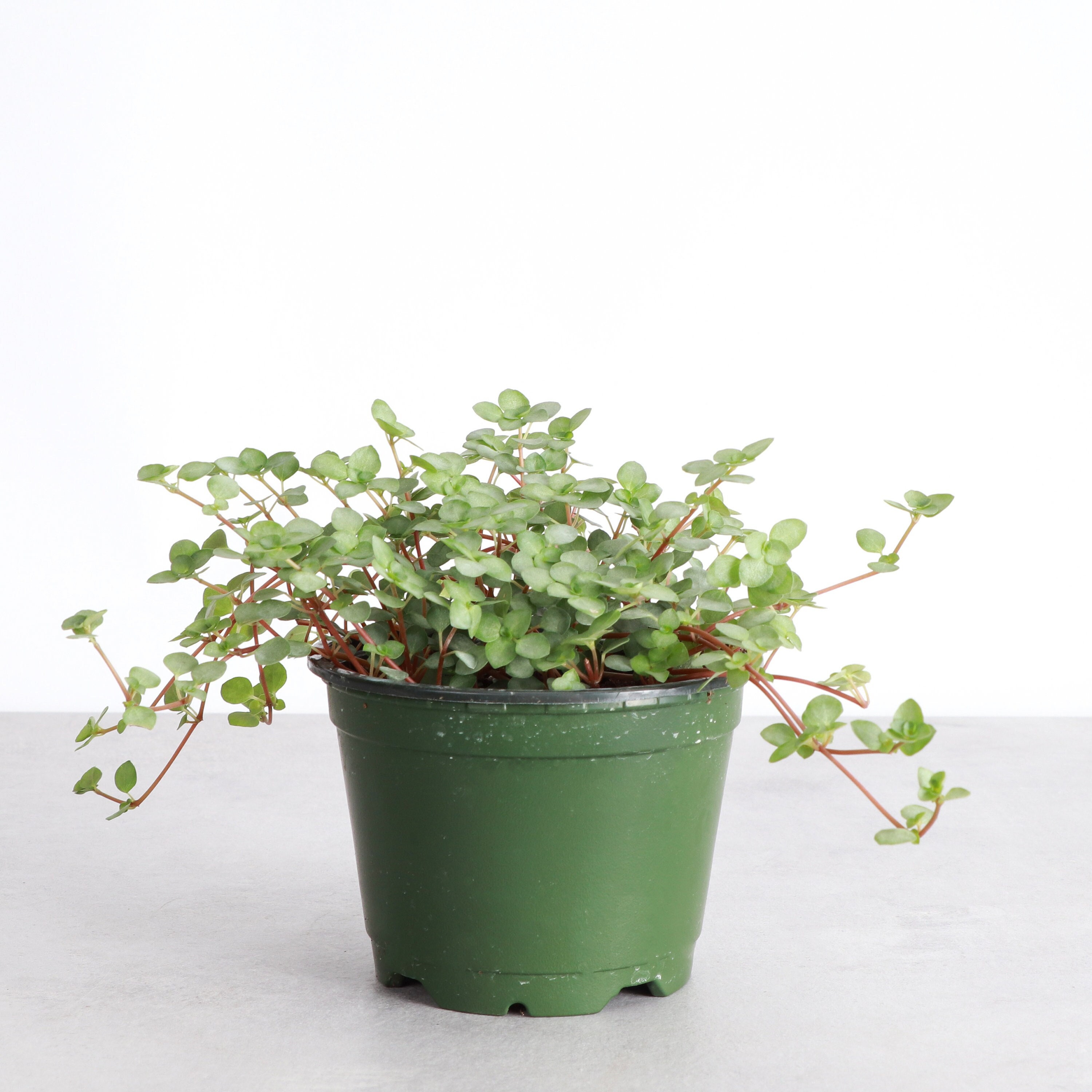 Red Stem Pilea
