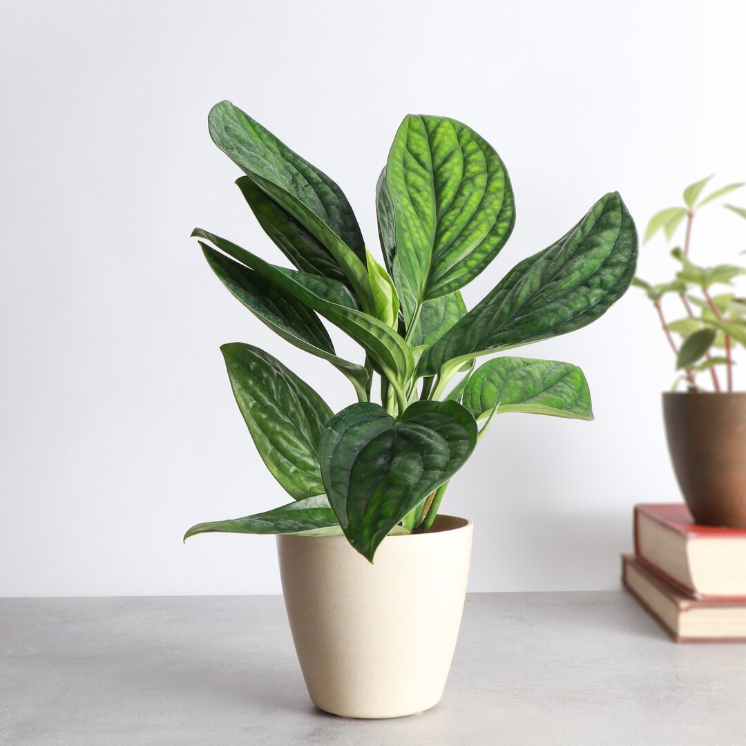 Monstera Peru | Biodegradable Pot | 4" Diameter Plant | Live Houseplant ...