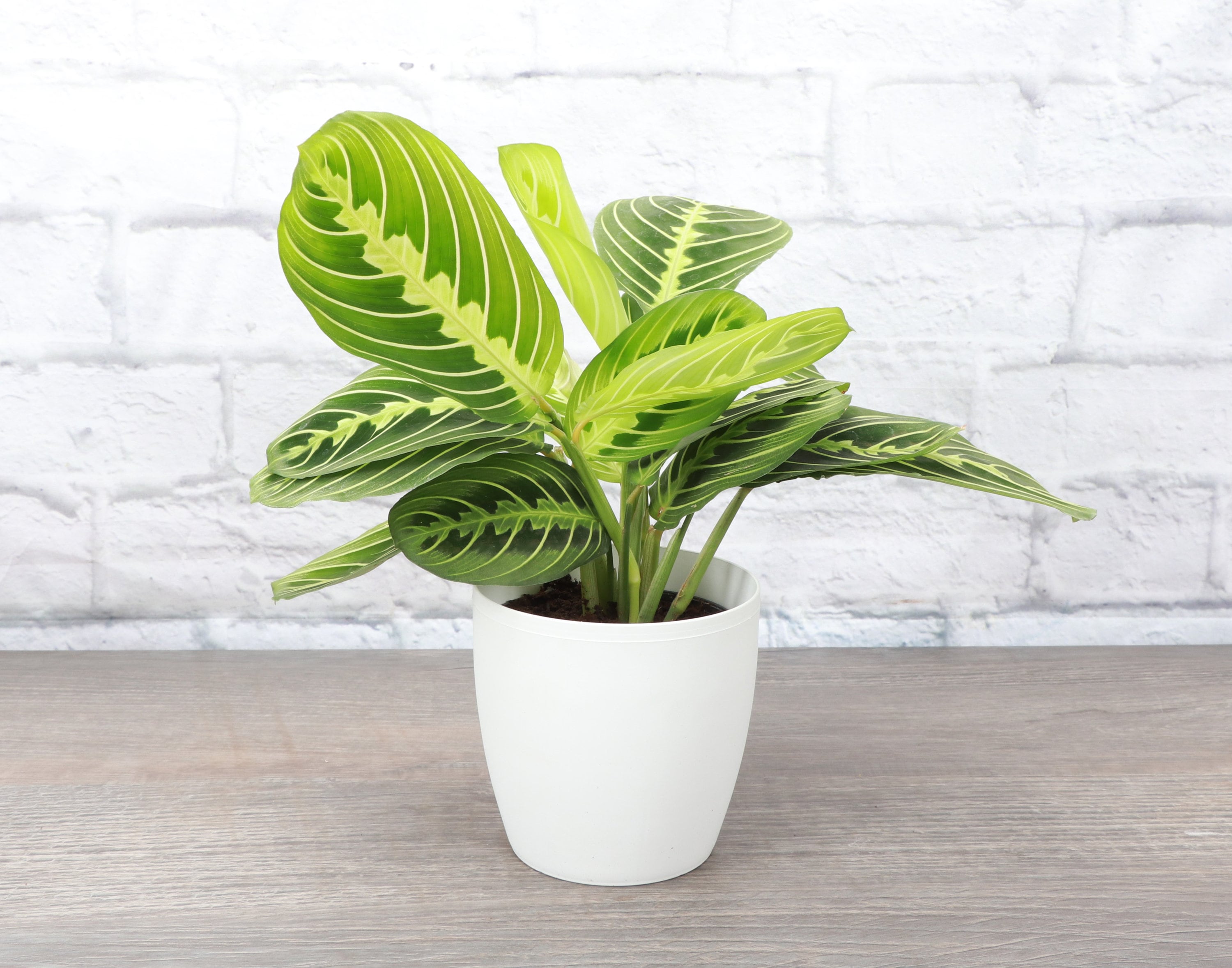 Lemon Lime Prayer Plant Classic Pot 4 Diameter Plant - Etsy