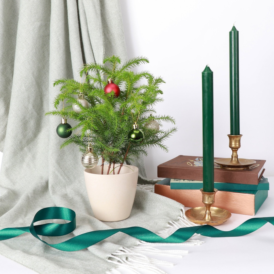 Norfolk Pine - Mini Christmas Tree | Biodegradable Pot | 4" Diameter ...