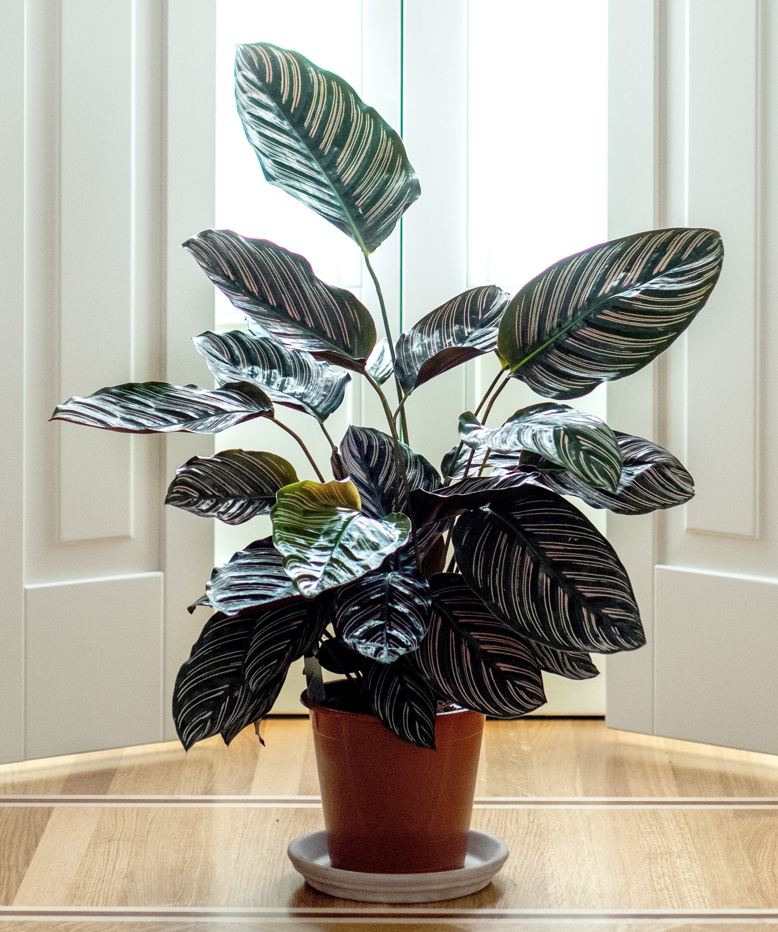 Calathea Pink Pinstripe 4 Diameter Plant Live - Etsy