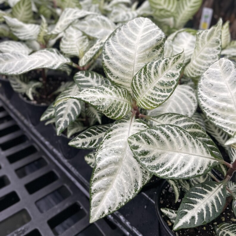 Snow White Zebra Plant | 4" Diameter Plant | Live Houseplant | Thorsen ...