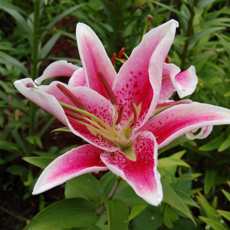 Pink Stargazer Lily Bulbs - Etsy