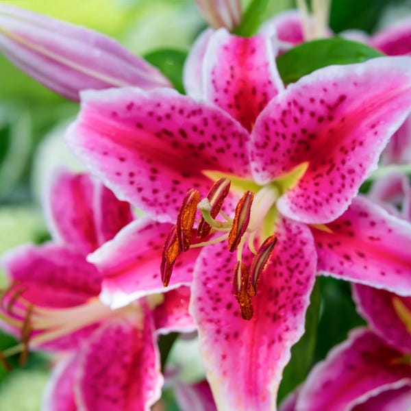 Stargazer Seeds - Etsy