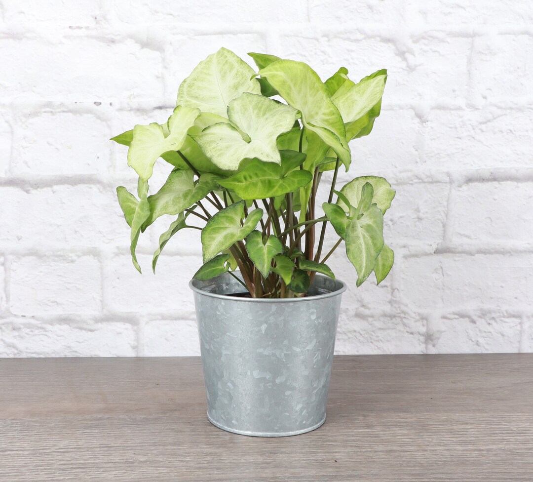 Assorted Butterfly Syngonium Plant Rustic Silver Pot 4 Diameter Plant ...