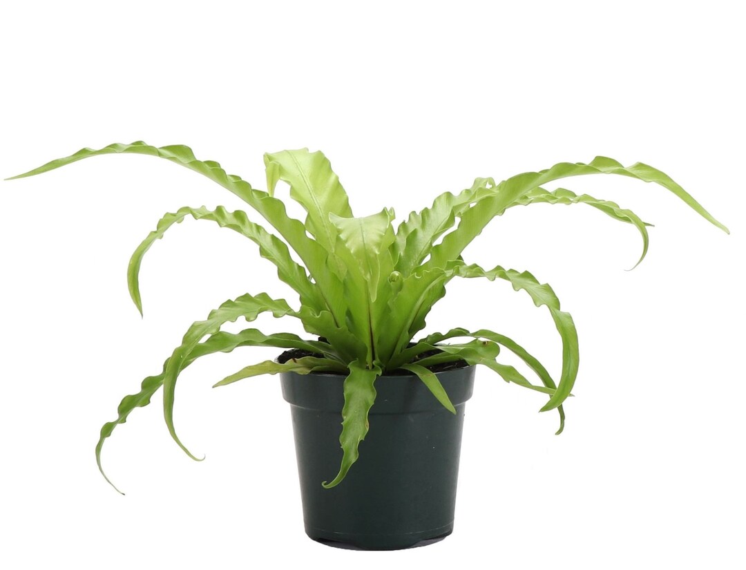 Victoria Bird's-nest Fern | 4" Diameter Plant | Live Houseplant ...