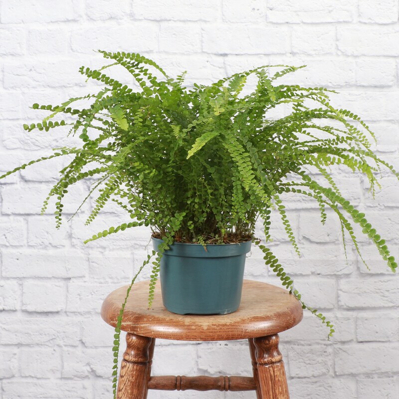 Button Fern - Etsy