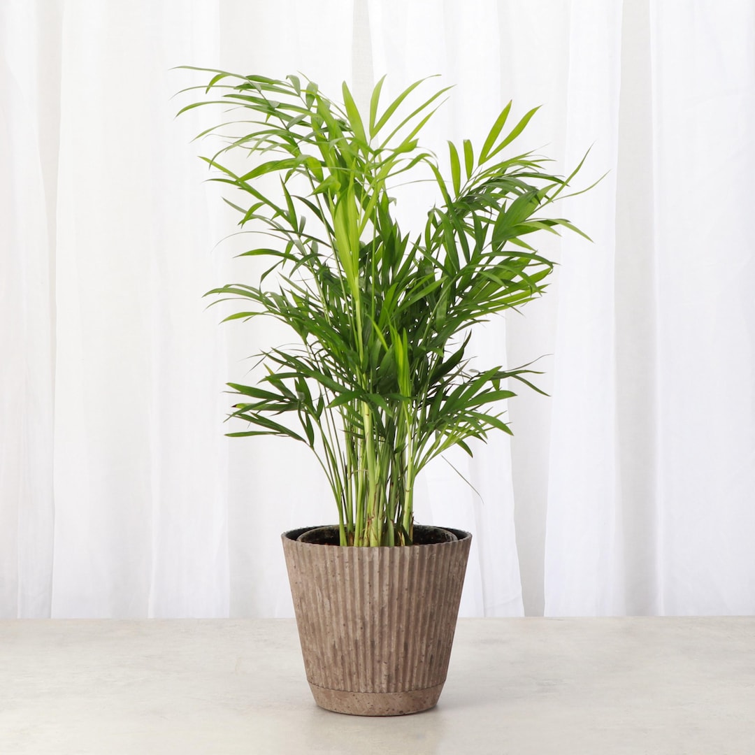 Neanthe Bella Palm | Ruffle Pot | 4" Diameter Plant | Live Houseplant ...