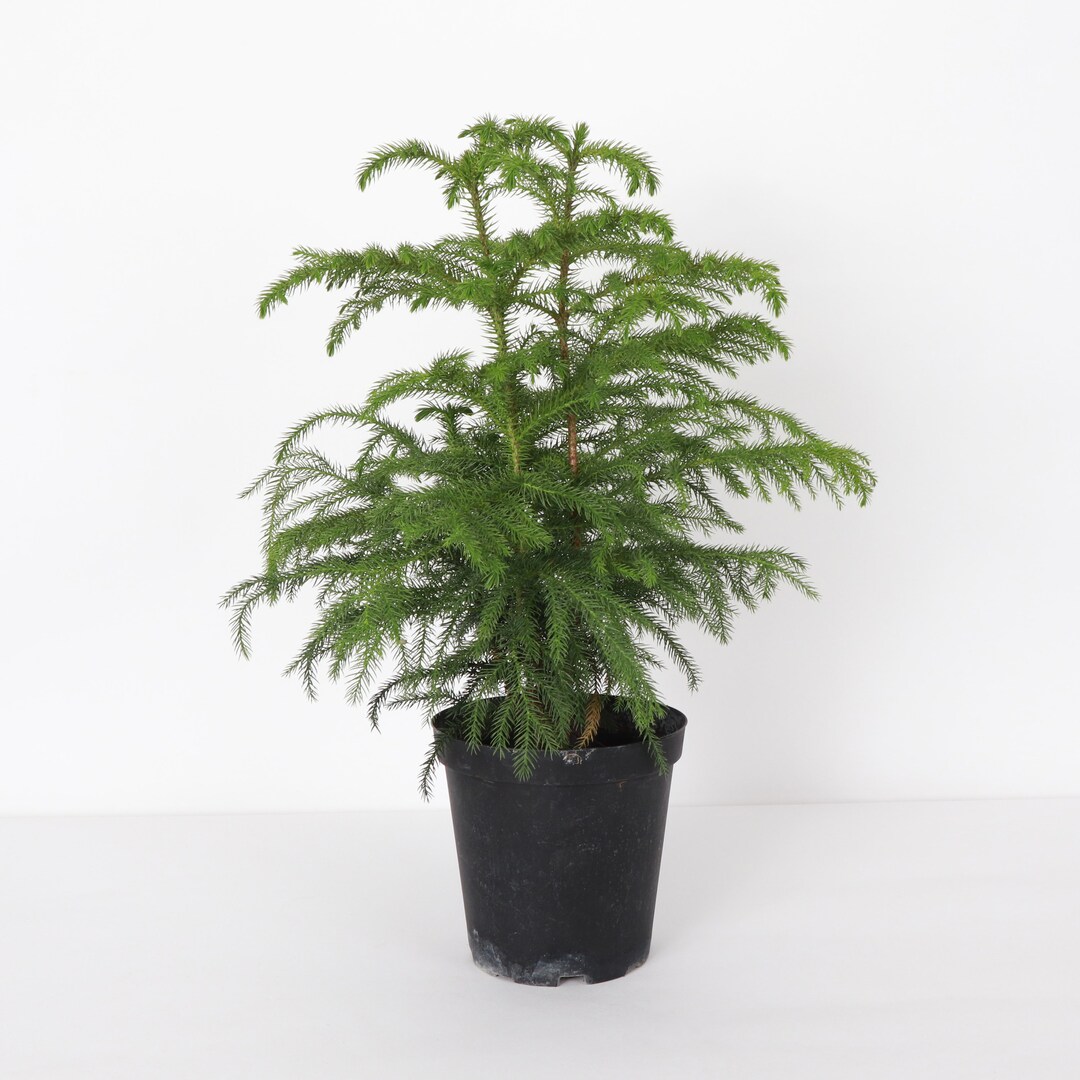 Norfolk Pine | 6" Diameter Plant | Live Houseplant | Thorsen's ...