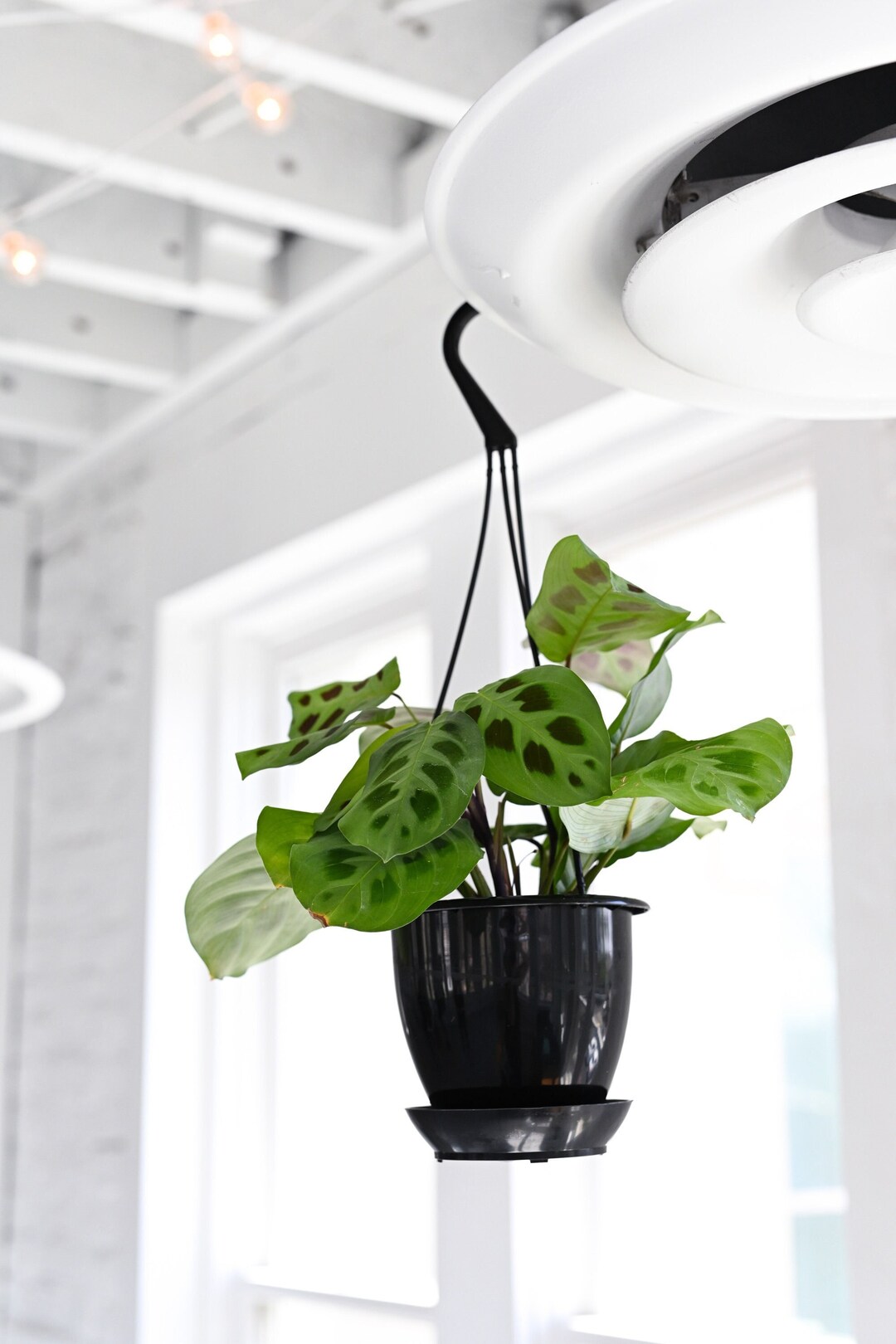 Green Maranta Hanging Pot Prayer Plant 4 Diameter - Etsy