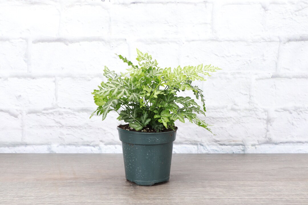 Silver Ribbon Fern 4 Diameter Plant Live Houseplant Thorsen's ...