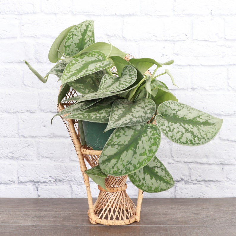 Thorsen's Greenhouse Contemporary Pot Big Leaf Satin Pothos Live ...
